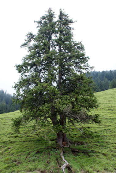 weblabyrint valdart bisschop paradis